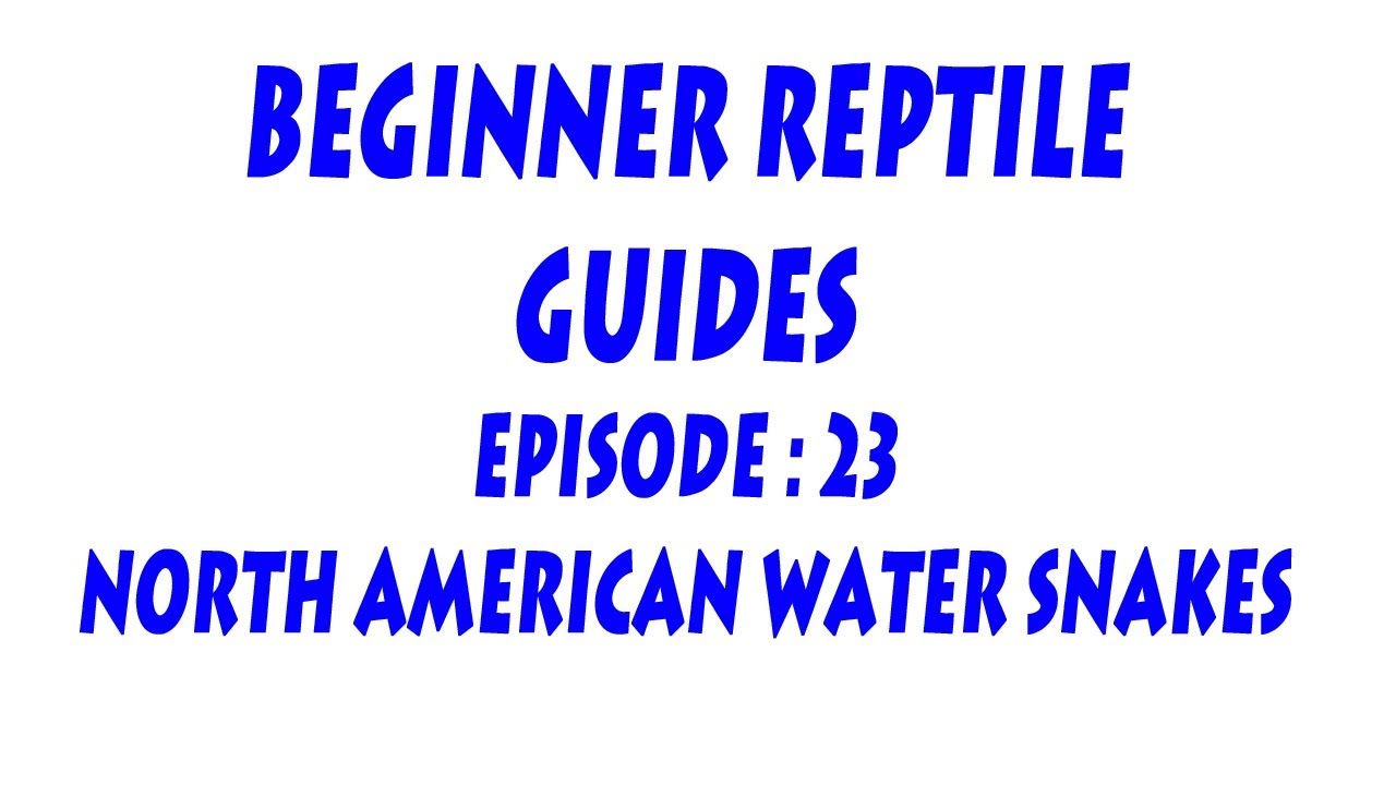 S'N'A INTRODUCING SERIES : Episode 23 - North American Water Snakes ...