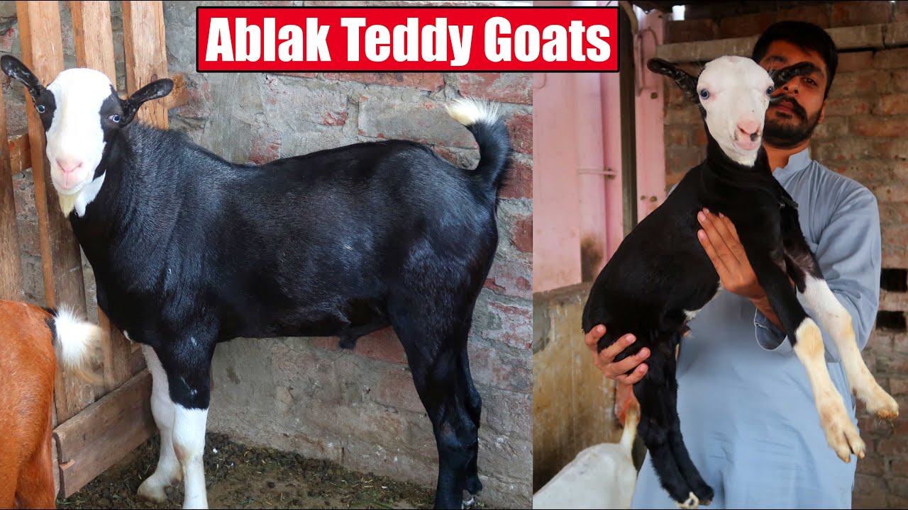 Ablak Teddy Goats Of Qasim Bhai Lahore 2024 | Bakra Mandi - YouTube