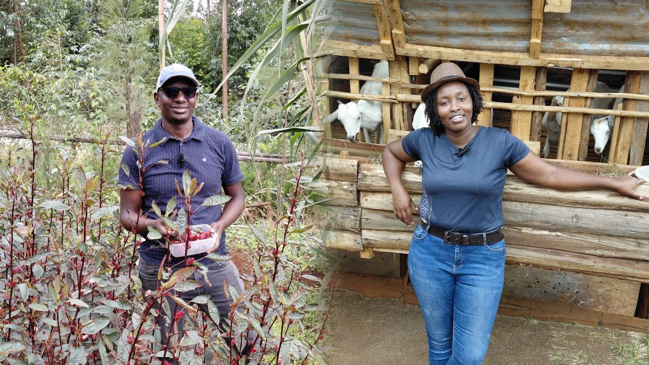 Our Self-Sufficiency Farm is Evolving. What's Working This Season - YouTube