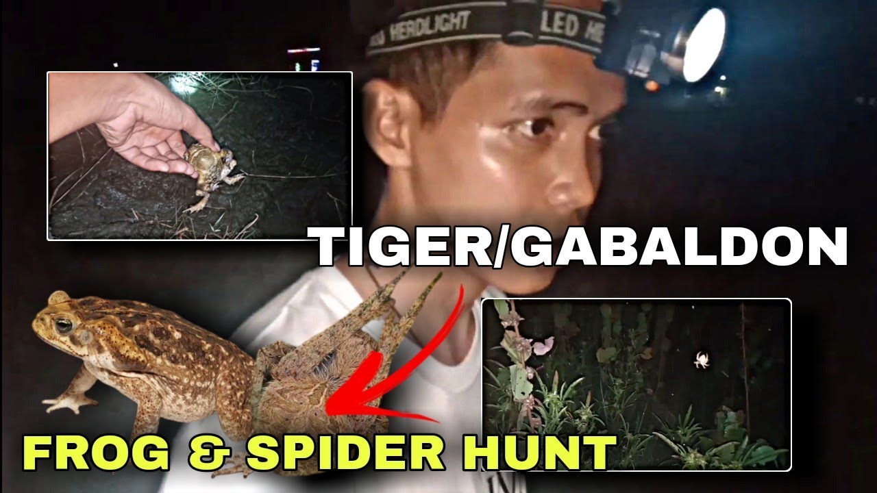 TIGER/GABALDON | Pang huhuli ng gagamba at palaka - YouTube