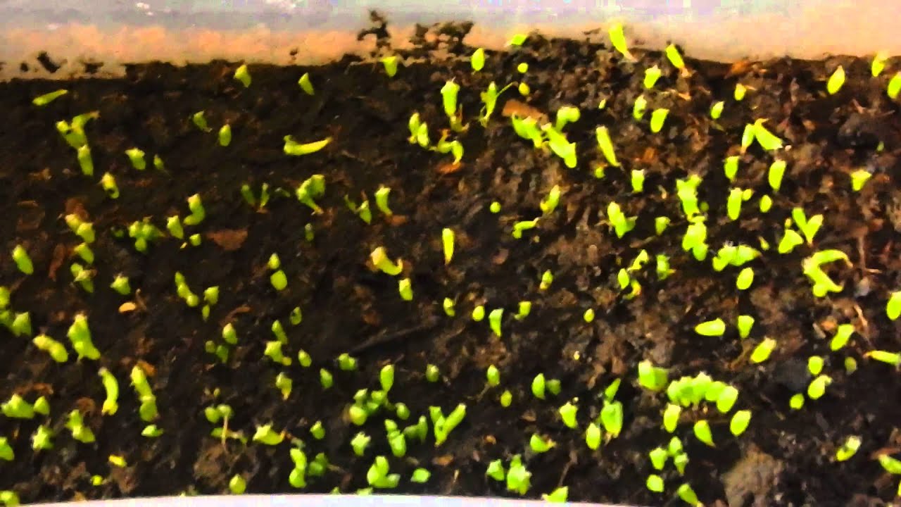 GRAFTING CACTUS PERESKIOPSIS CACTUS PERUVIAN TORCH SAGUARO PEYOTE ...