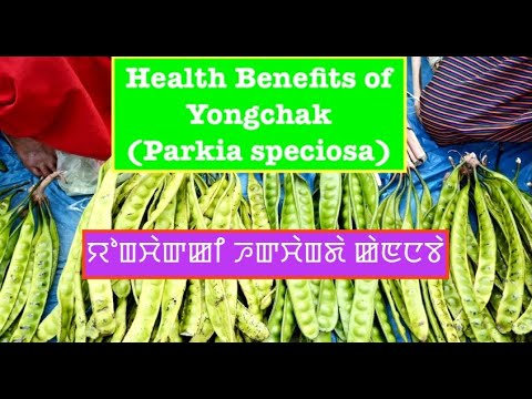 Yongchak (Parkia speciosa): Its Health Benefits ...