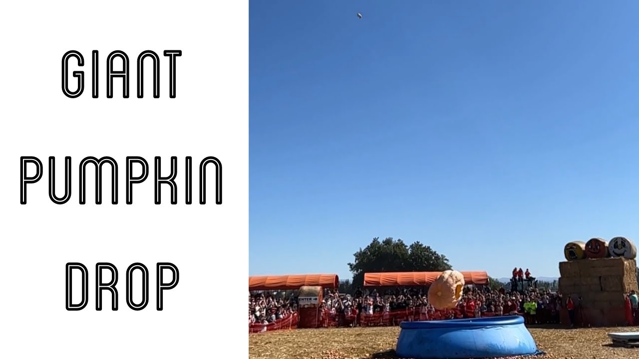 Giant pumpkin drop x2 in Oregon, Bauman’s Farm giant pumpkin drop 2022 ...