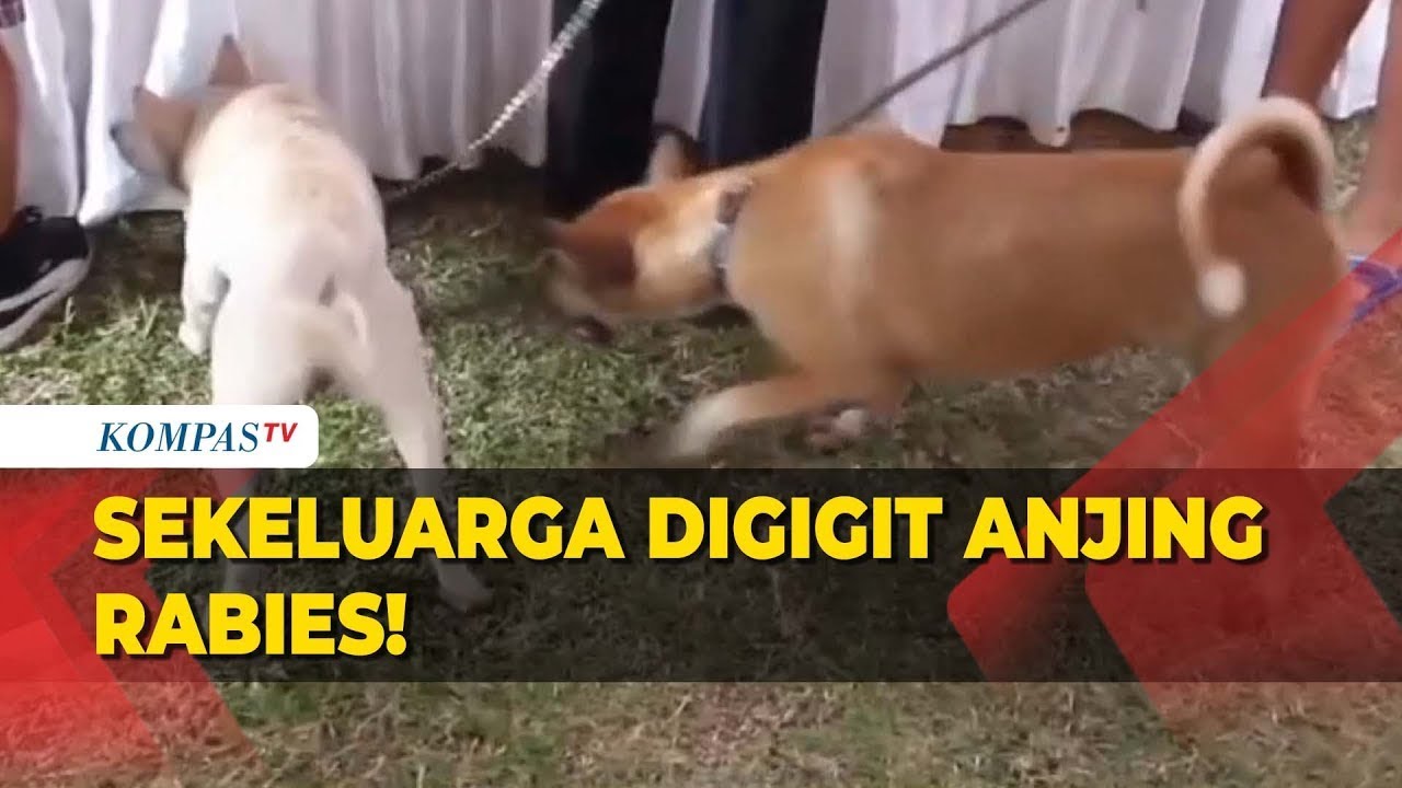 Sekeluarga di Bali Luka di Muka Hingga Kaki Akibat Digigit Anjing ...