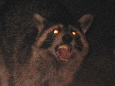 Scared Raccoon