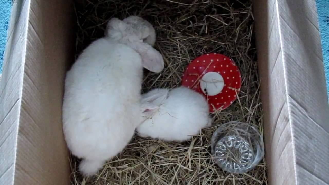 Rabbit Breast Feeding (2) - YouTube