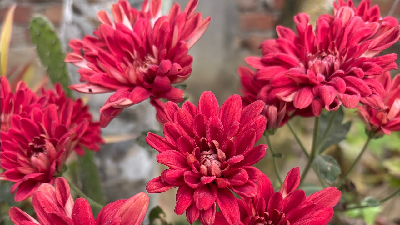 Mur hokolu bur phool kanadhoronor hoise,ki ki phool beya hoi gol ...