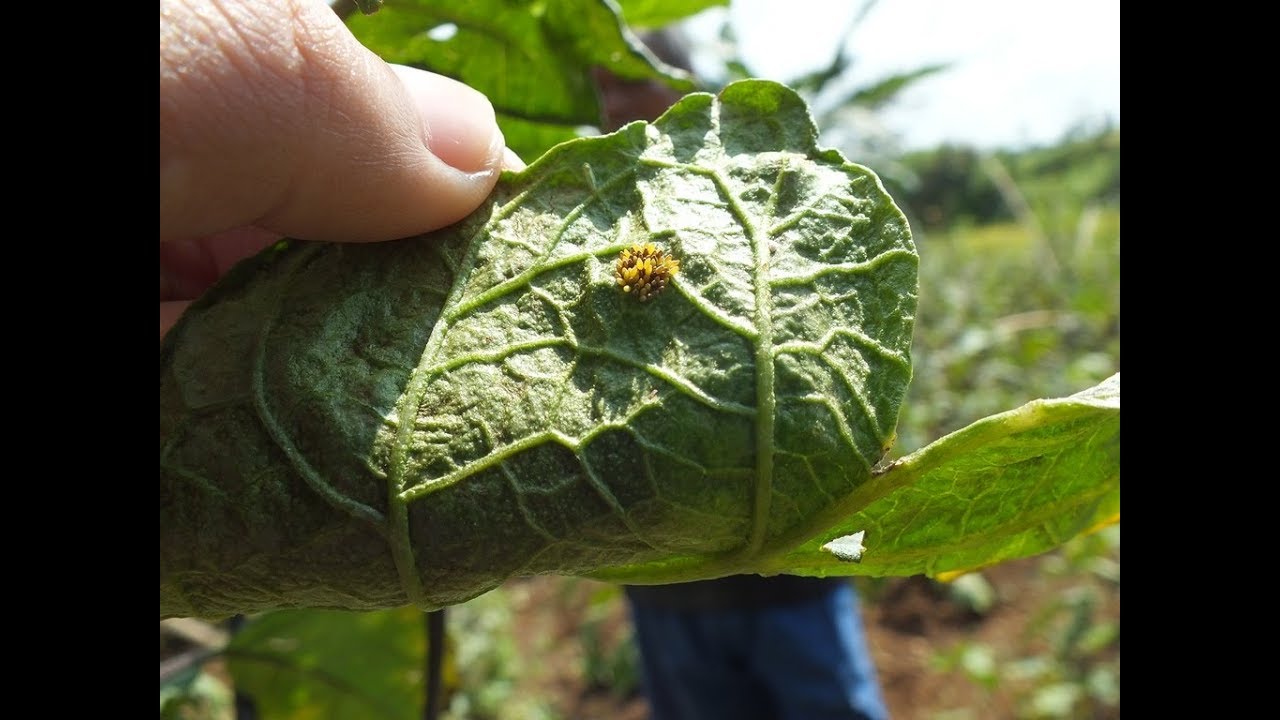 Jenis hama penyakit pada tanaman terong jepang - YouTube