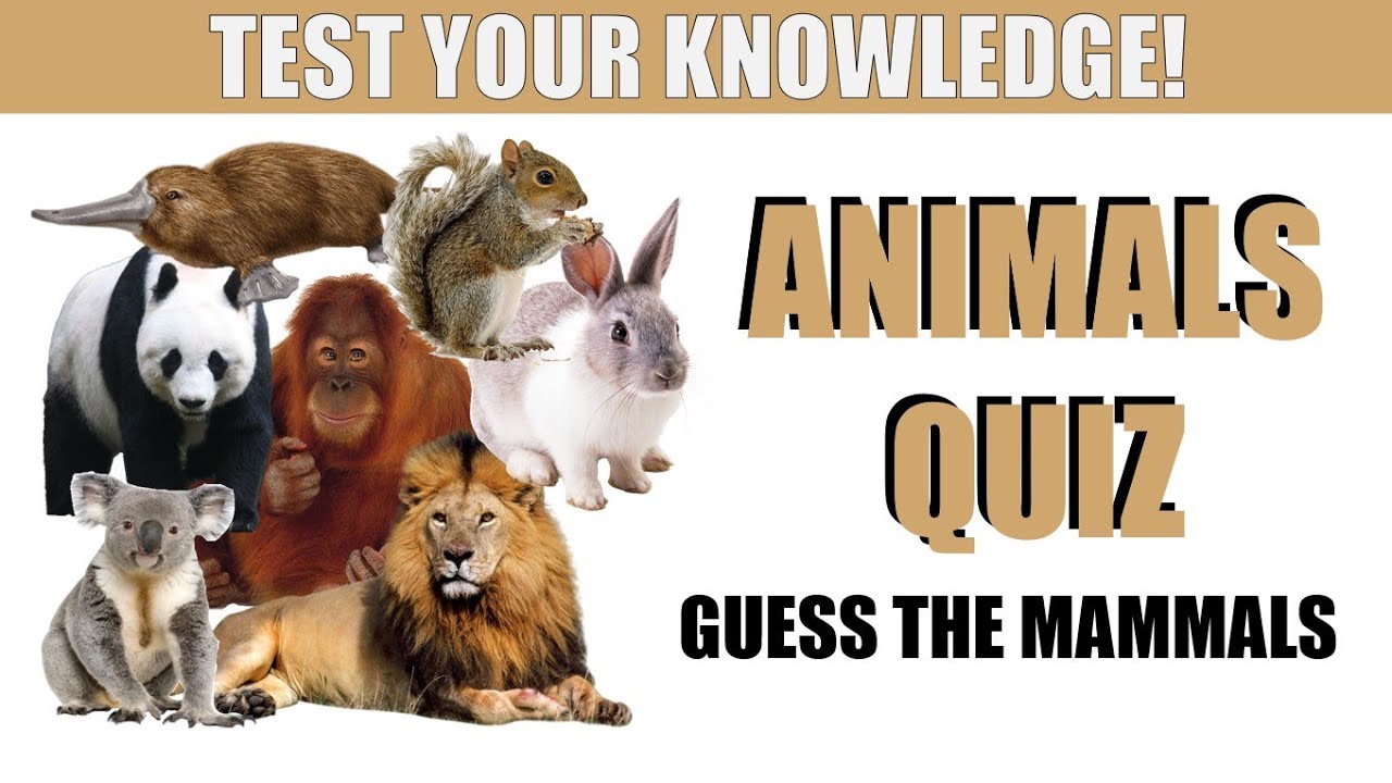 Animals Quiz - Guess the Mammals - YouTube