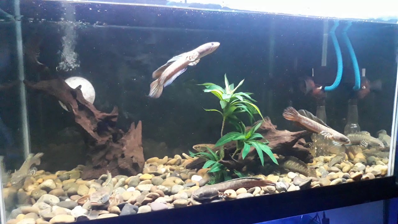 channa pulchra. red post. Cá lóc pháo hoa đốm đỏ. Ken Nhi. - YouTube