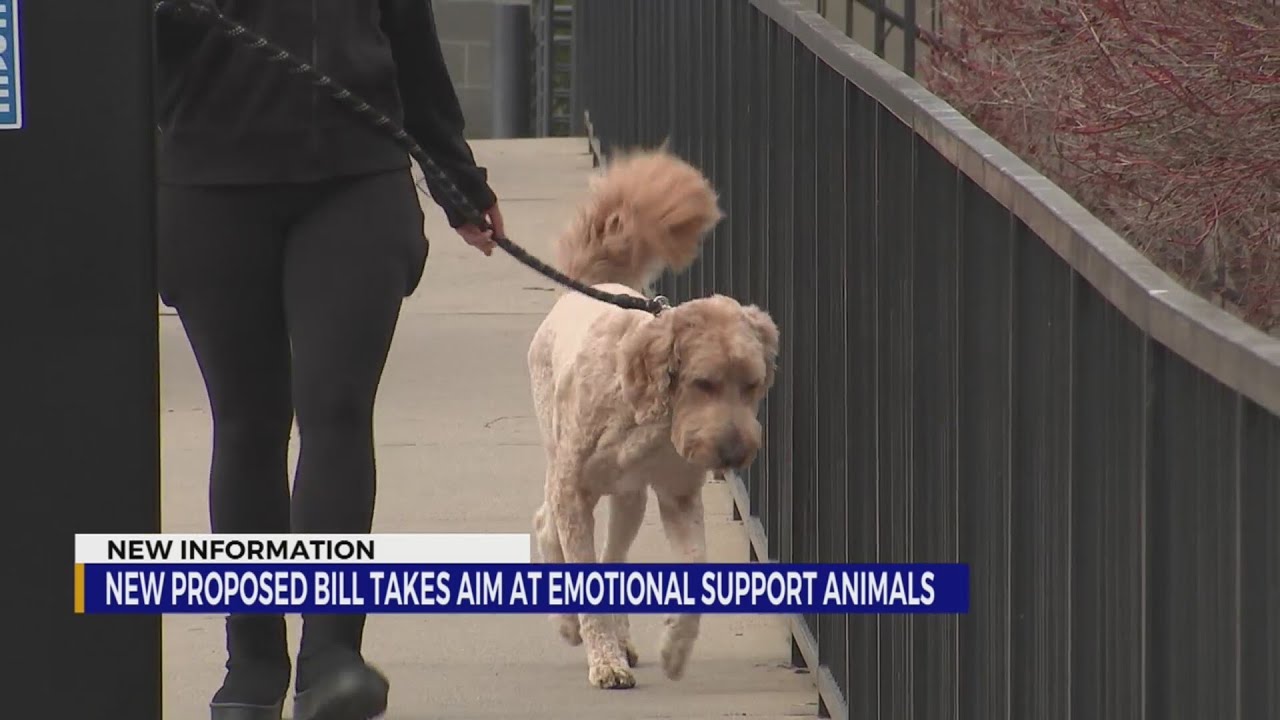 New bill proposed in TN takes aim at emotional support animals - YouTube