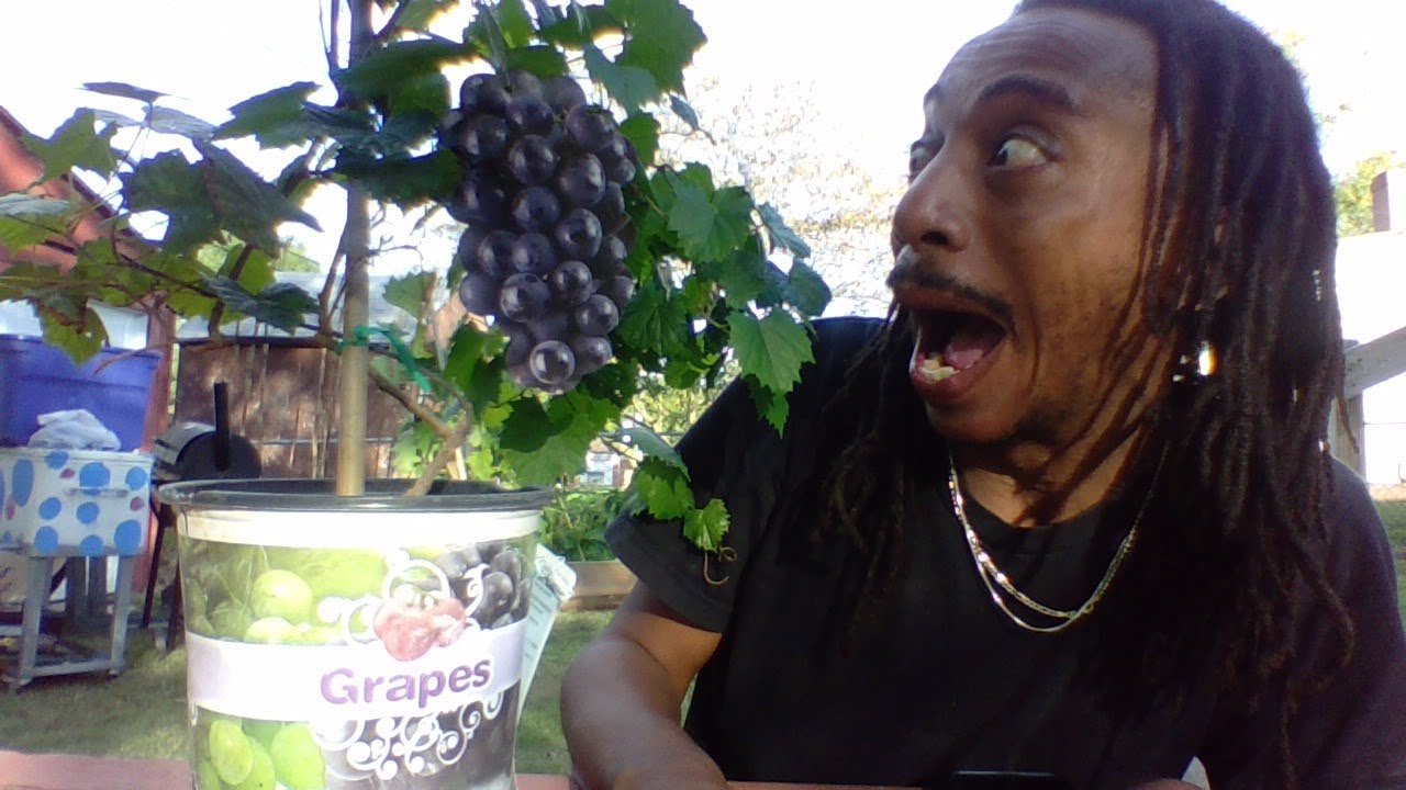 HOW TO GROW GRAPES - Easy Healthy Gardening For Beginners 2020 ...