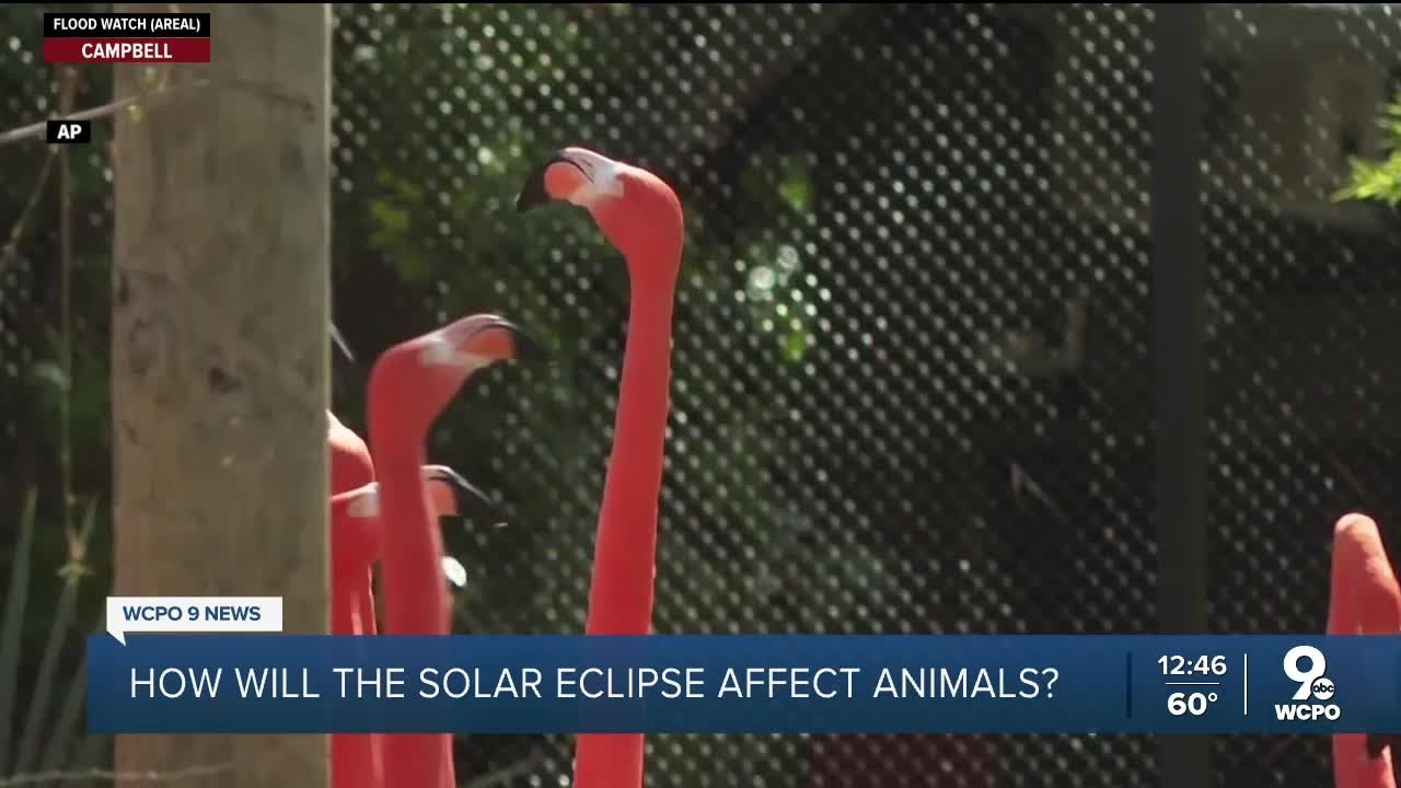 Eclipse Minute: How Animals Respond - YouTube