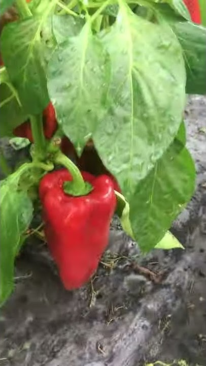 Толстостенный перец "Красный великан" - YouTube