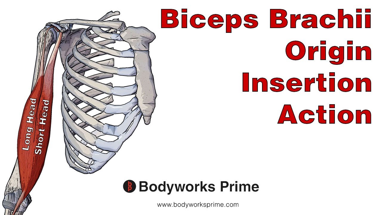 Biceps Brachii Anatomy Origin Insertion Action YouTube biceps-brachii-anatomy-origin-insertion-action-youtube