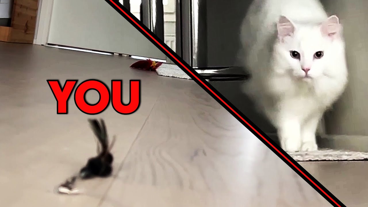 YOU ARE THE PREY | Cat play time - YouTube
