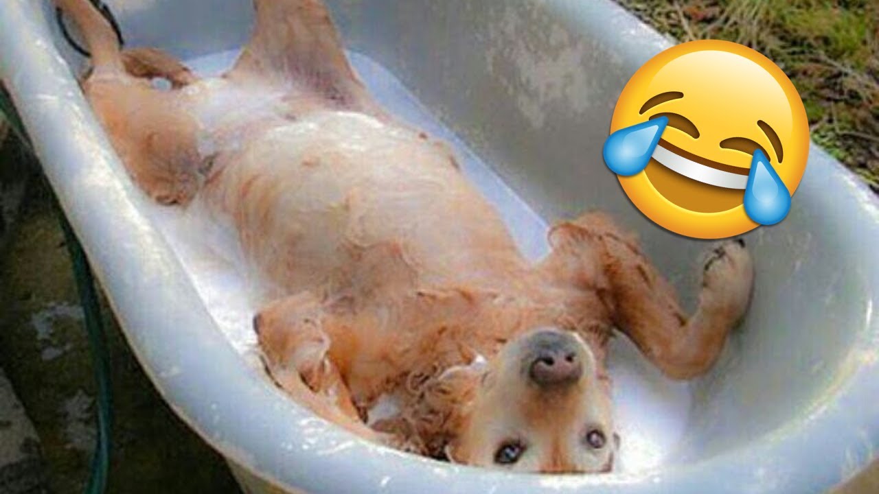 QUÉ TERNURA #10 🥰️ - Videos de perros 🐶 | Los mejores y más divertidos ...
