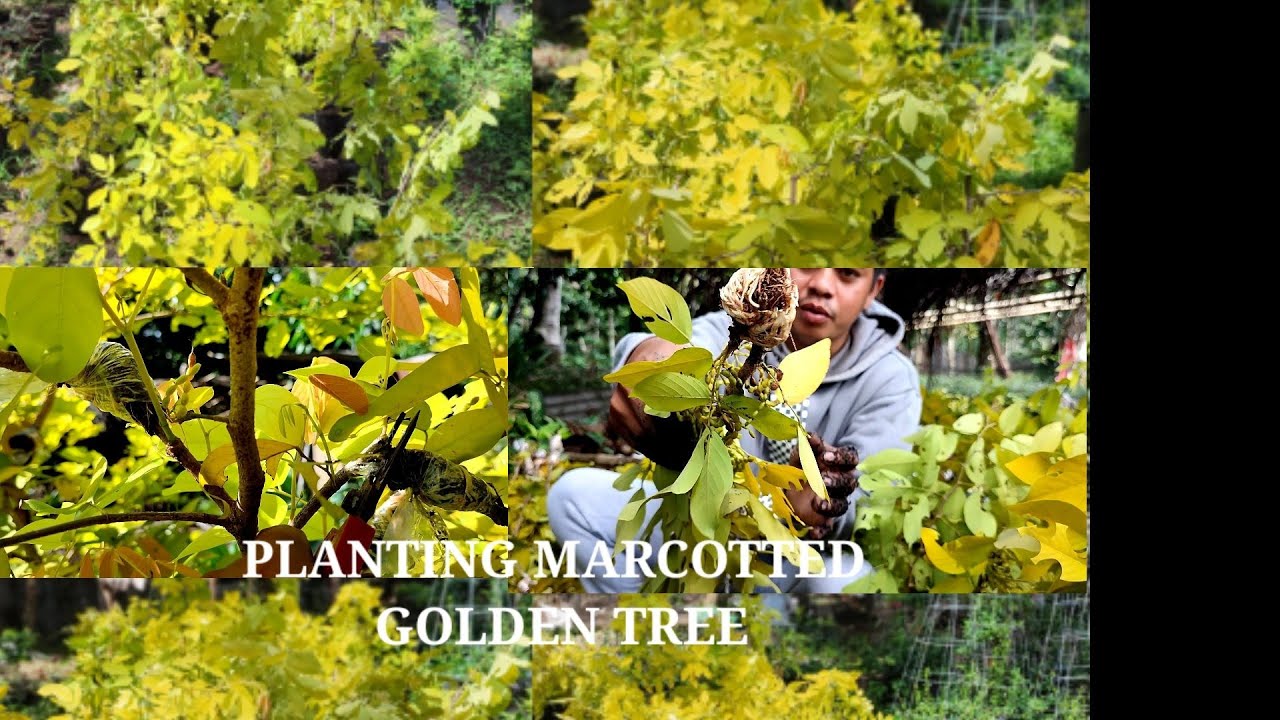 PLANTING MARCOTTED GOLDEN TREE - YouTube