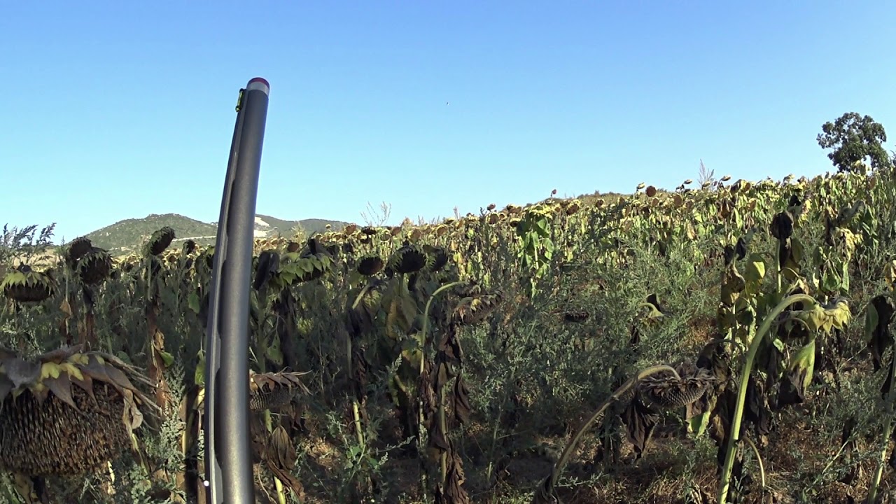 κυνηγι τρυγονιου 20/08/2019 tortora hunting - YouTube