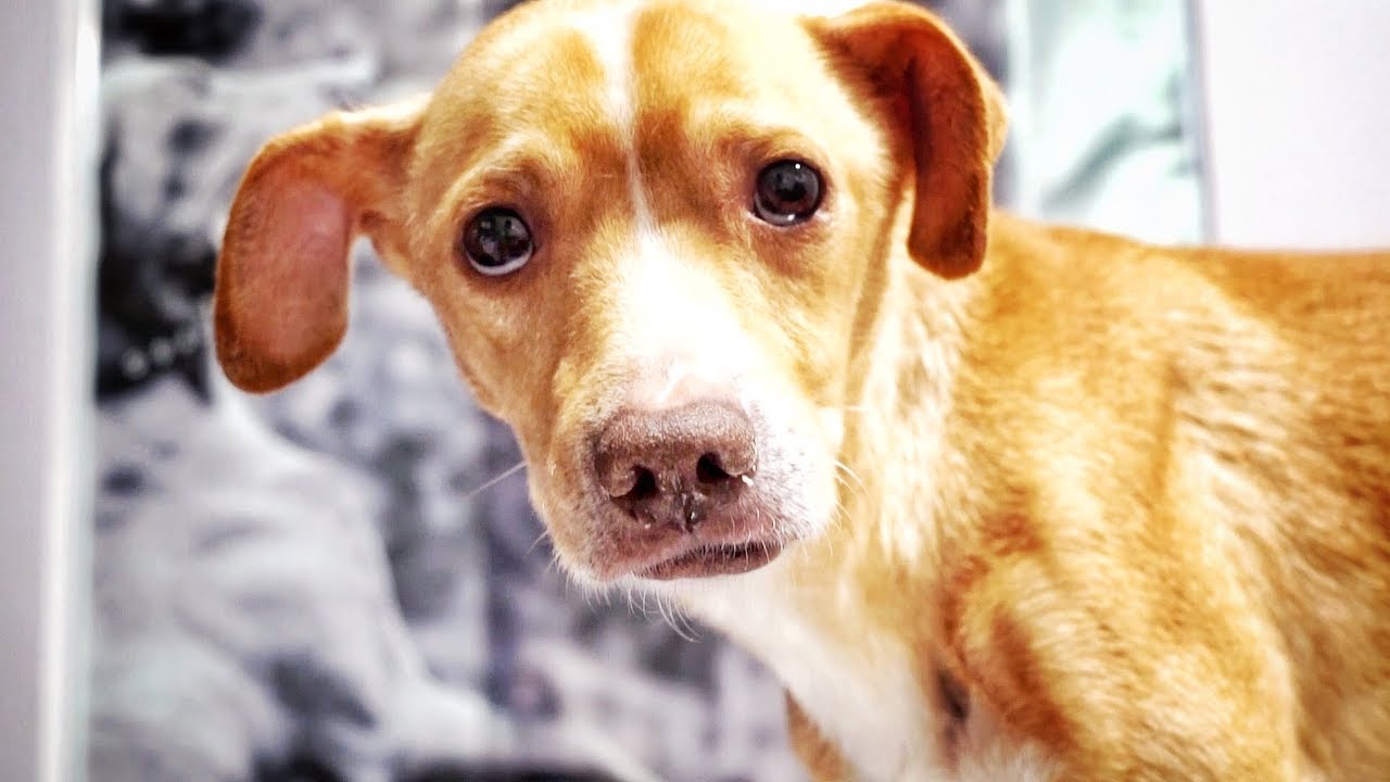 DOG RESCUED WITH A HUGE STONE INSIDE HIS BODY... YOU WON´T BELIEVE THE ...