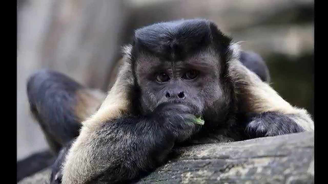 Malpa hnědá - YouTube