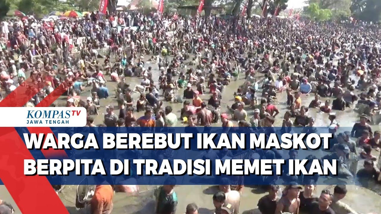 Warga Berebut Ikan Maskot Berpita di Tradisi Memet Ikan - YouTube