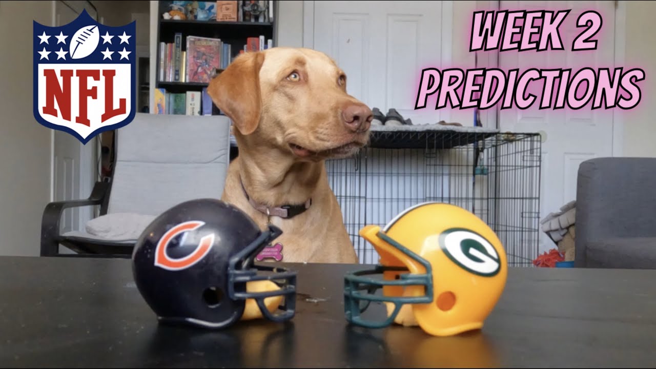 Labrador Retriever makes NFL Week 2 Predictions! - YouTube