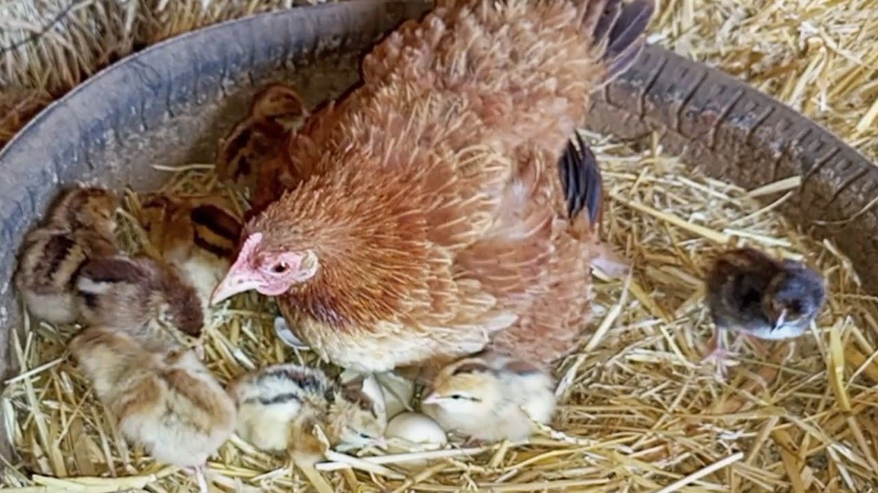 Incubating a hen on eggs from the exit stage to the last egg - YouTube