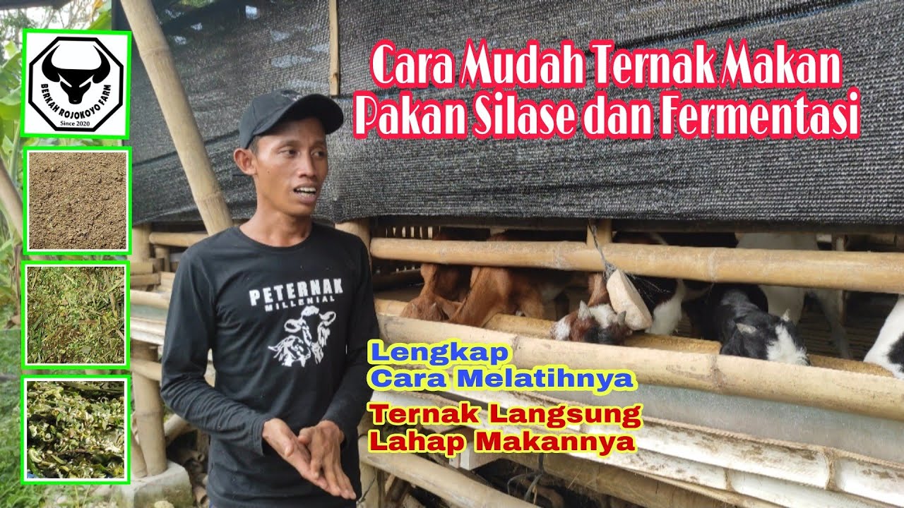 Paling Mudah | Cara Mengajari Ternak Makan Pakan Silase dan Fermentasi ...