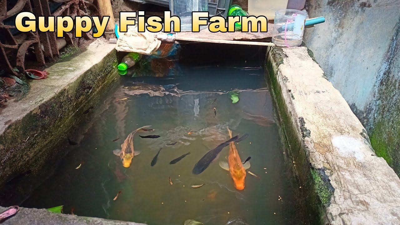 Guppy Fish Farm || Molly Fish update|| aquarium video|| fish mini vlog ...