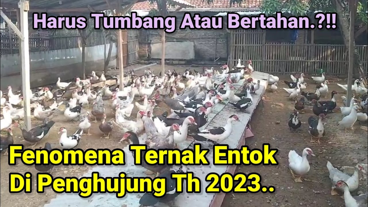 Kondisi Terkini Usaha Ternak Entok Di Penghujung Tahun 2023. - YouTube