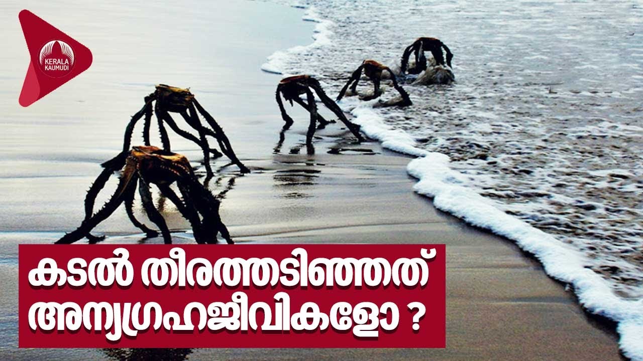 കടൽ തീരത്തടിഞ്ഞത് അന്യഗ്രഹ ജീവികളോ ? | Sea | Creatures - YouTube