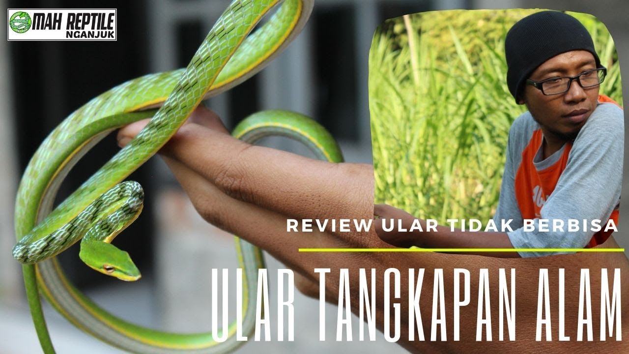 Ular Liar Yang Tidak Berbisa dilepaskan kembali-Omah Reptile Nganjuk ...