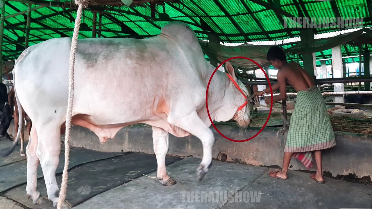 Gabtoli Cow new collection 2020 | Gabtoli Cow Eid collection 2020 ...