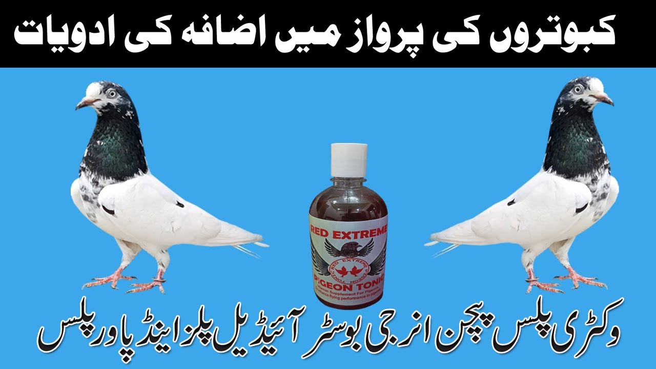Pigeon Medicines For Flying Recovery And Digestive System - YouTube