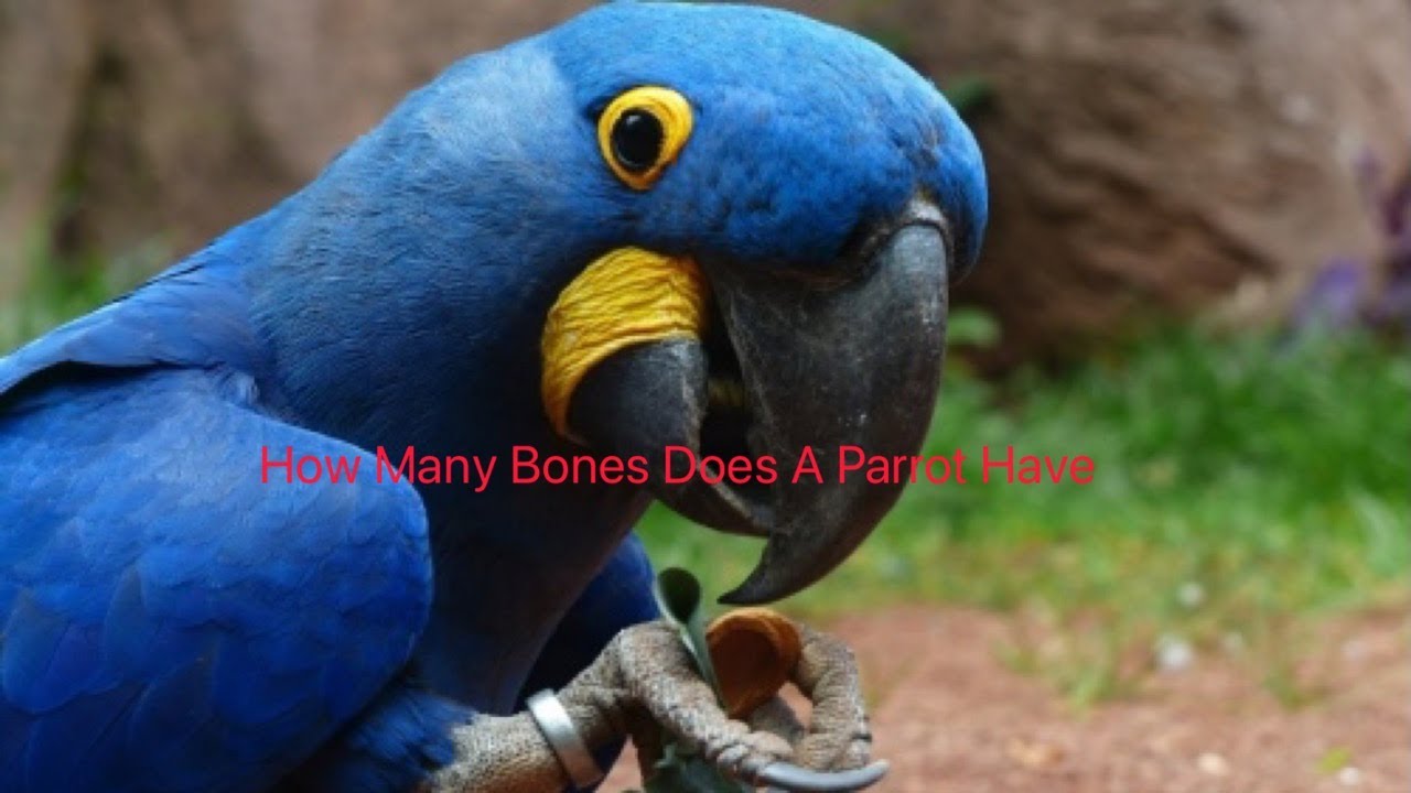 How Many Bones Does A Parrot Have? #https://youtu.be/TkxAdE0qd7k - YouTube