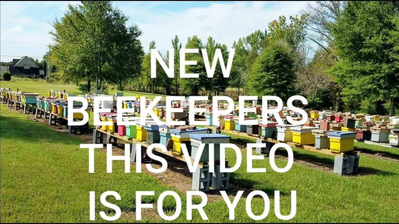 New & First Year Beekeepers Let's Talk - YouTube