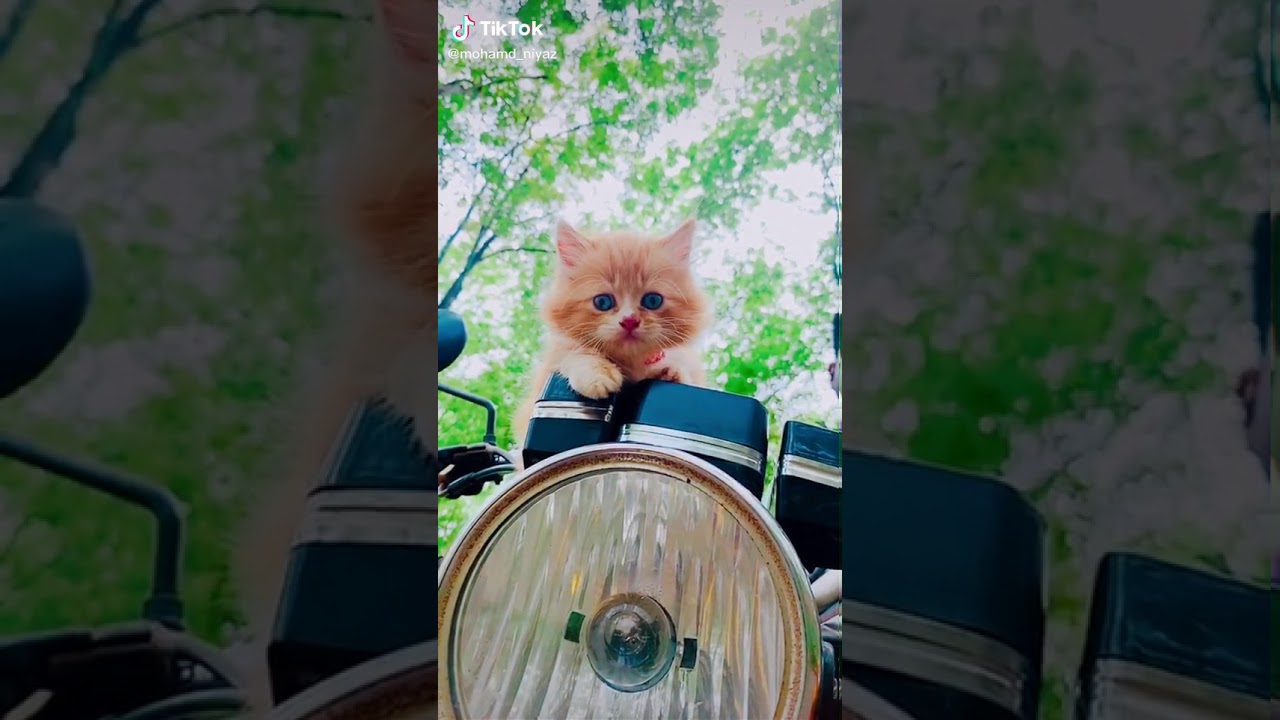 Soooooo cuteeeee cat😍😍😍😍😍 - YouTube