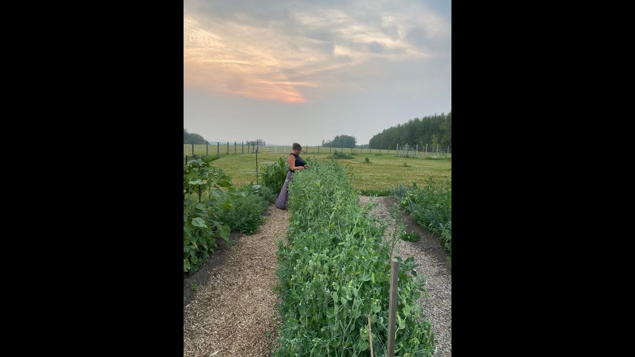 Shucking Pea Harvest - YouTube
