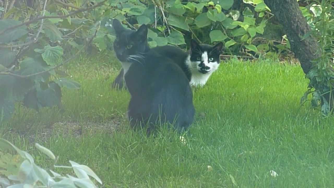 Three cats stand-off - YouTube