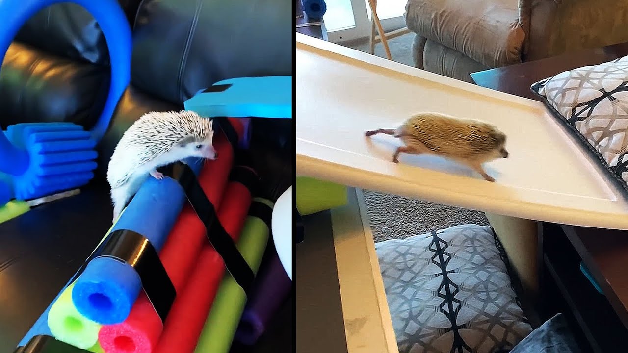 Ozzy Man Reviews: American Hedgehog Warrior - YouTube