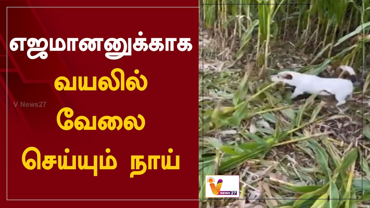 எஜமானனுக்காக வயலில் வேலை செய்யும் நாய் | Dog Working | In Fields For ...