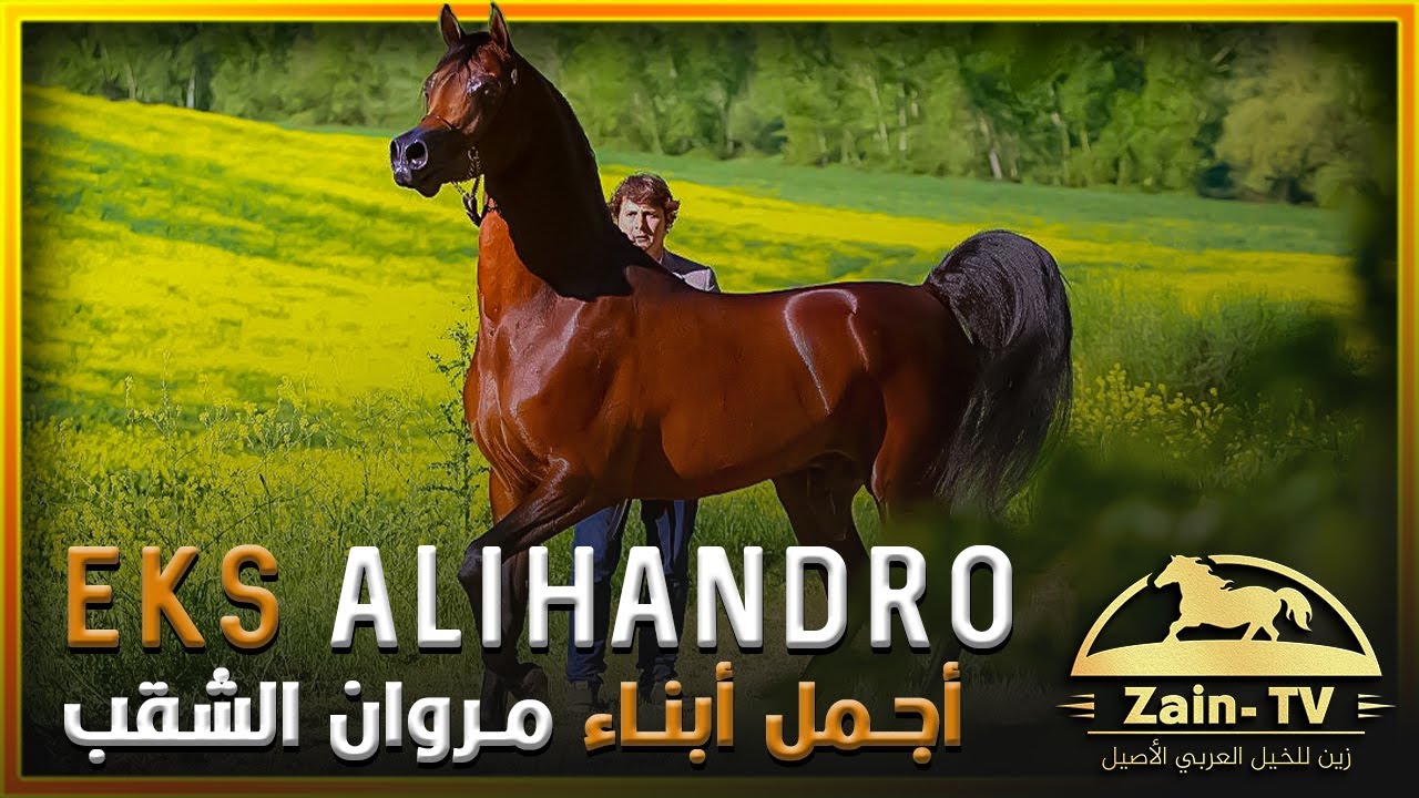 بطل العالم الأسطورة إي كيه إس أليهاندرو ابن الأسطورة مروان الشقب ...