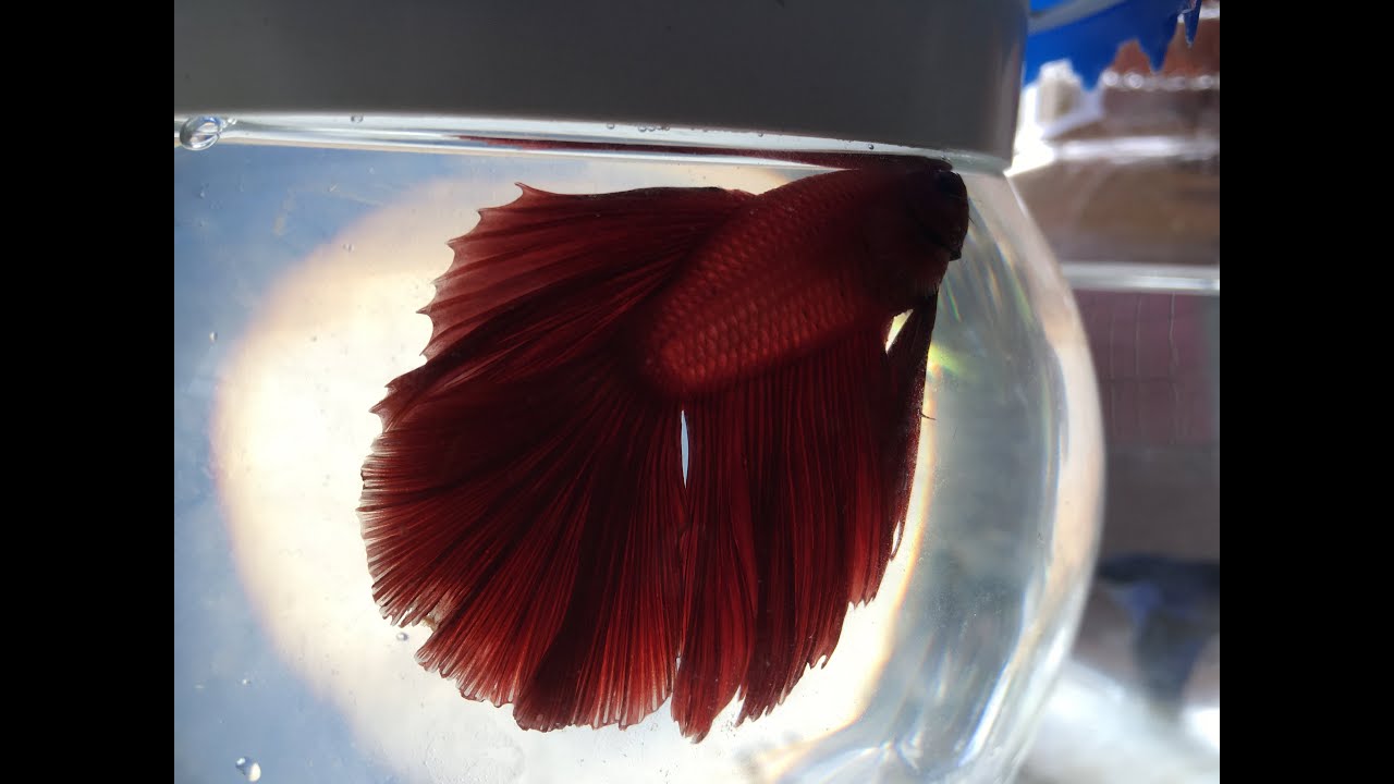 Red Full Moon Fighter | Beta Fish | Aquarium - YouTube