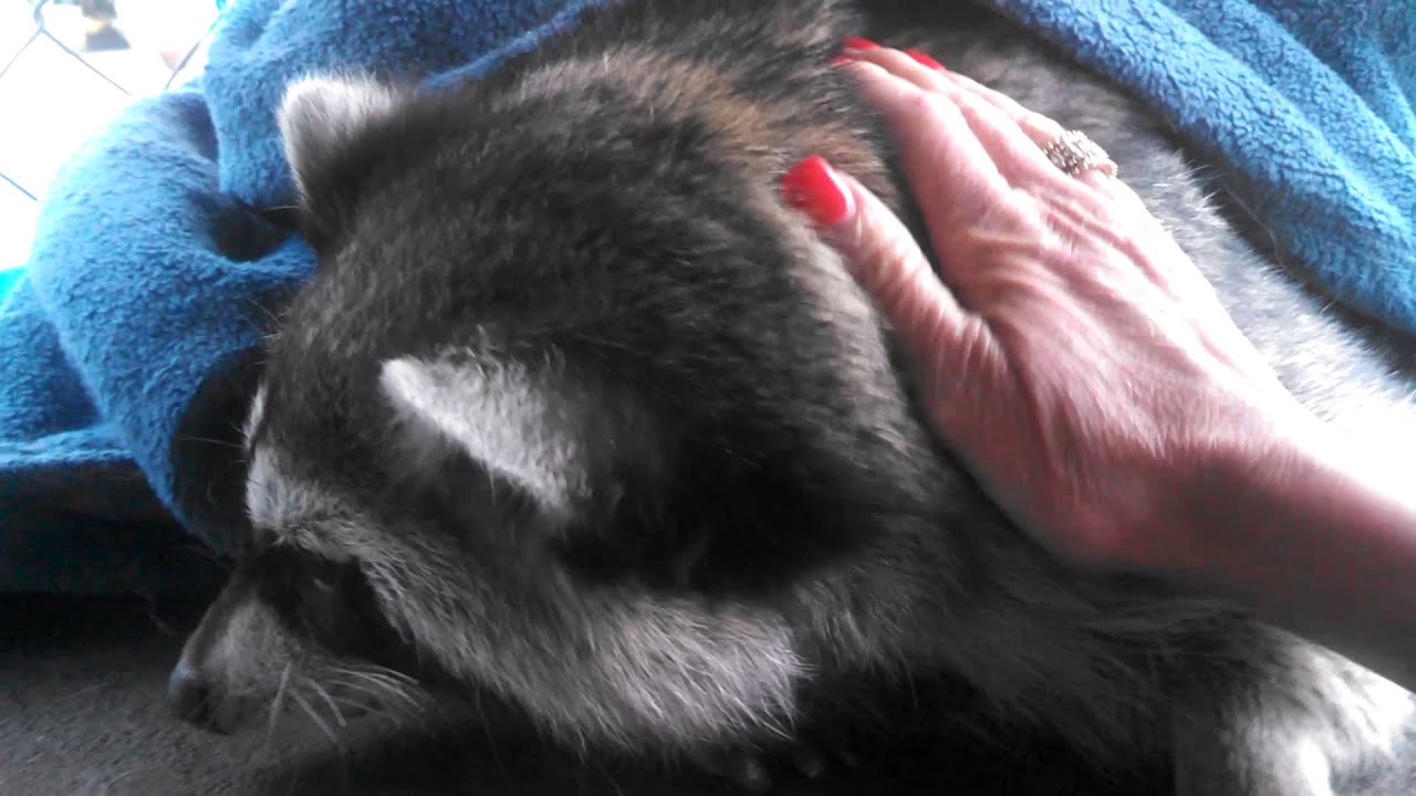 KISSING A WILD RACCOON - YouTube