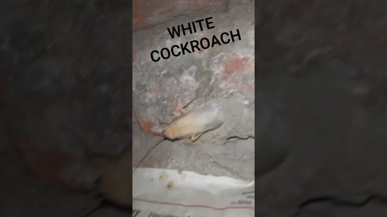 White Cockroaches: The Warning Sign of a Hidden Infestation ...