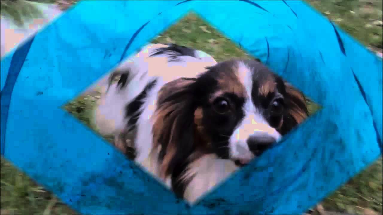 Duna Dog Center - agility edzés 2016.03.26. - YouTube