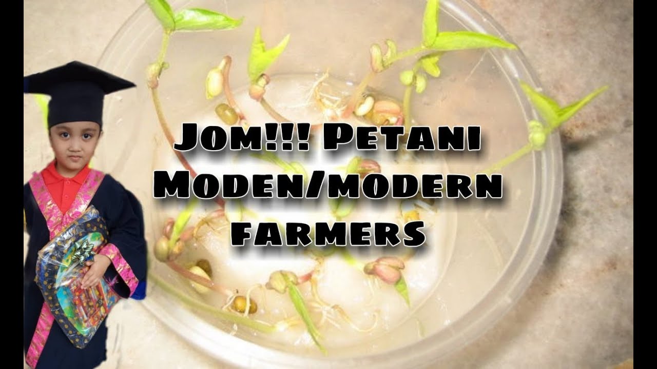 Jom!!! Petani Moden/Modern Farmer... How to plant green beans - YouTube
