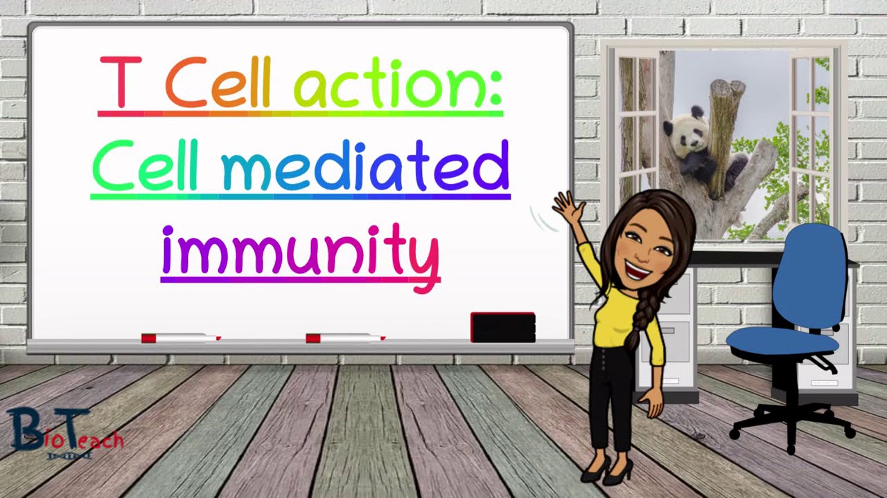 Cell mediated immunity/T cell Action A level Biology - BioTeach - YouTube