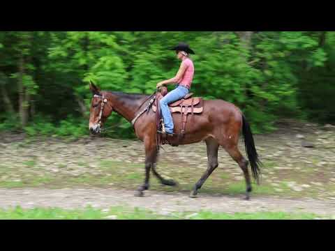 EXTRAORDINARY WELL BROKE BAY MOLLY MULE, SHOWN, REINING, RANCH, TRAILS ...